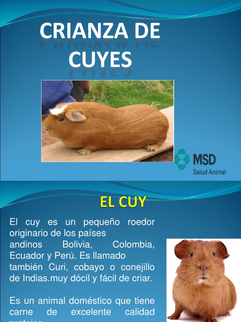 Crianza de Cuyes