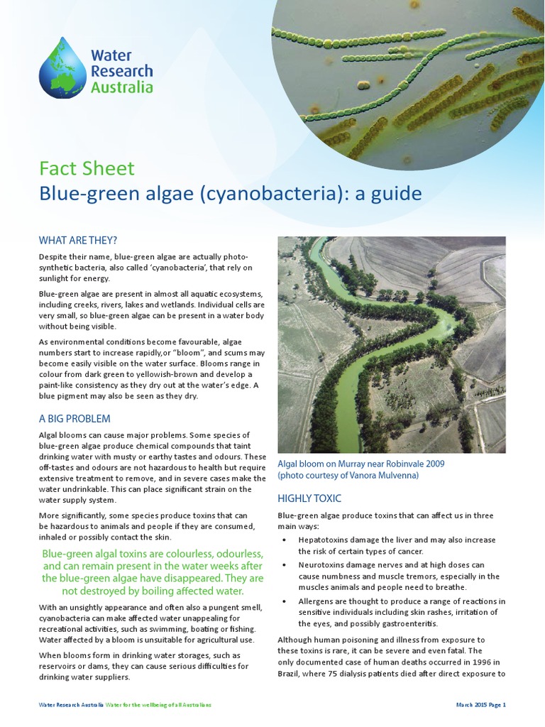 Cyanobacteria Guide | PDF | Cyanobacteria | Algae