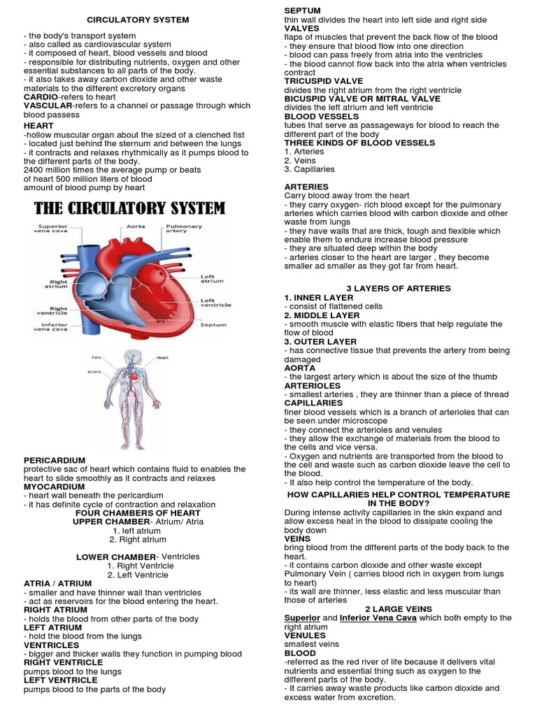 Circulatory System | PDF | Heart | Blood