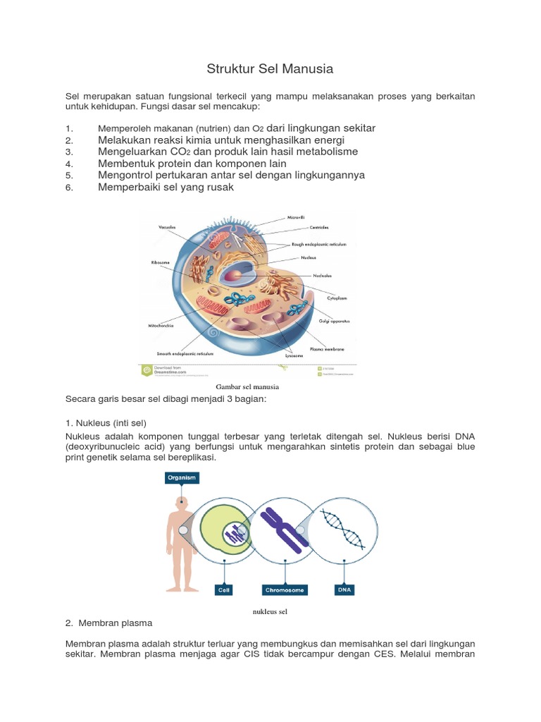 Struktur Sel Manusia | PDF