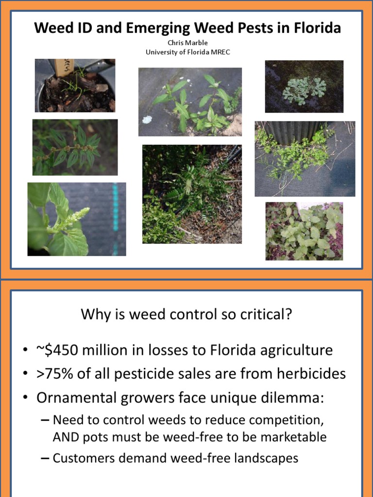 Florida Weed Control Guide | PDF | Leaf | Weed