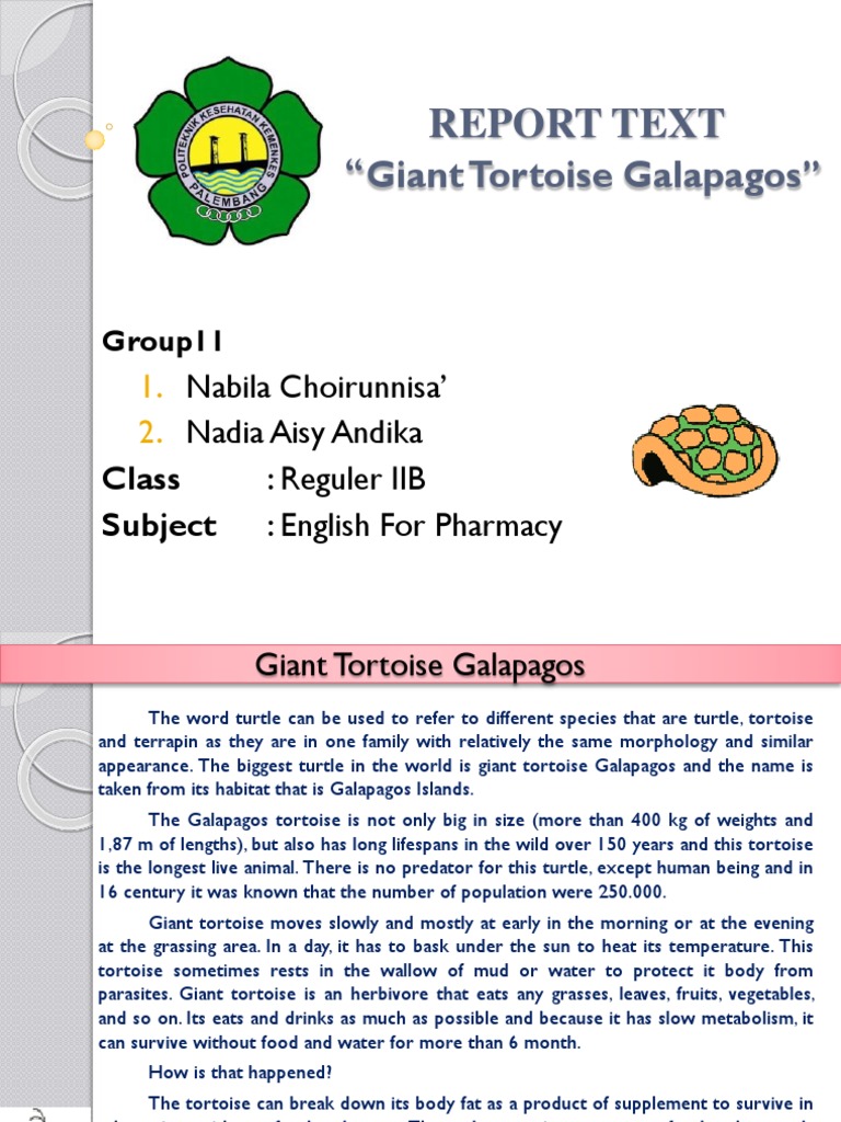 Report Text Turtle | PDF | Turtle | Galápagos Islands