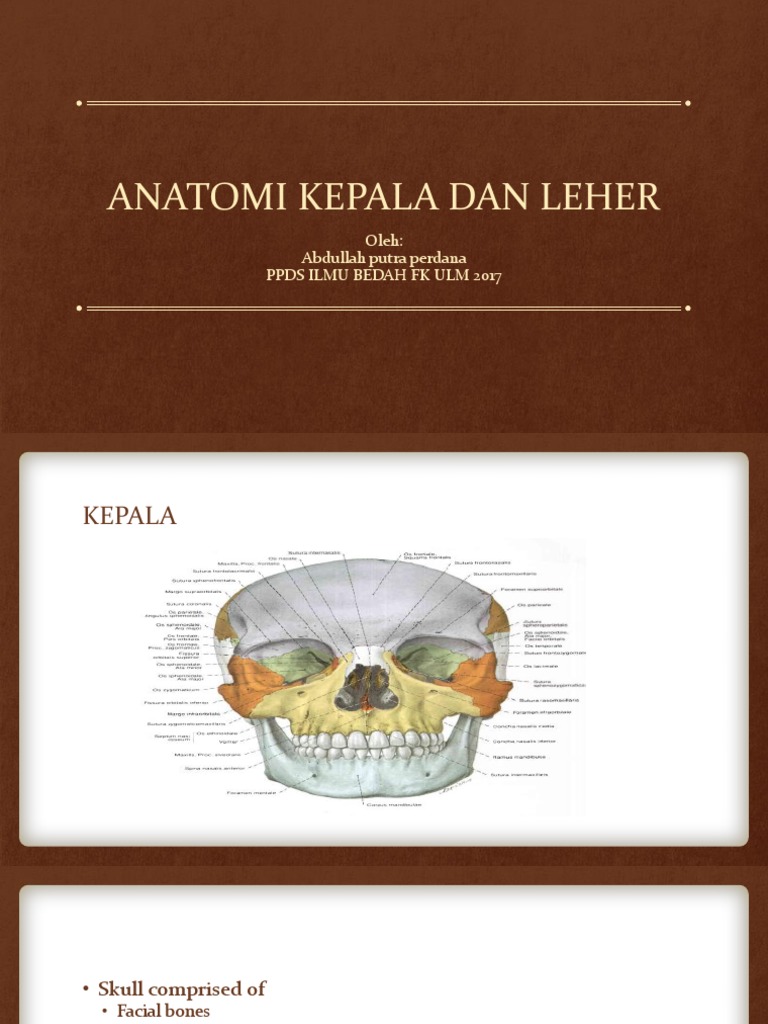 Anatomi Kepala Dan Leher: Oleh: Abdullah Putra Perdana Ppds Ilmu Bedah ...