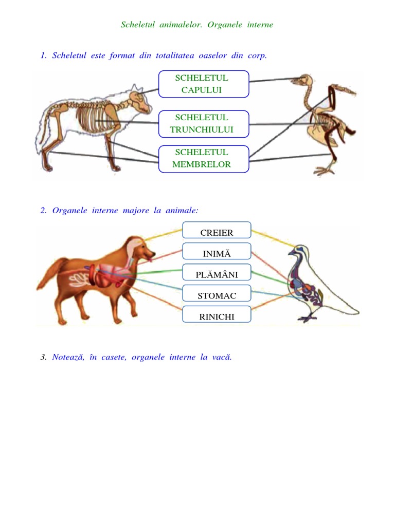 Animale schelet, organe majore.doc