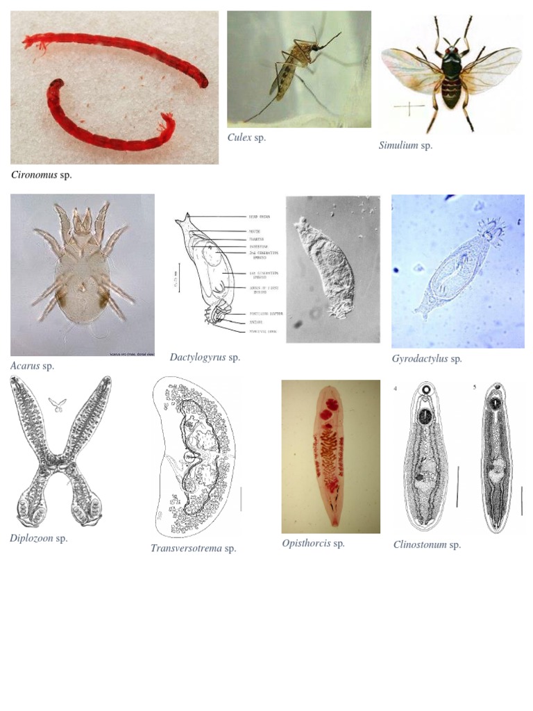Gambar Parasit | PDF