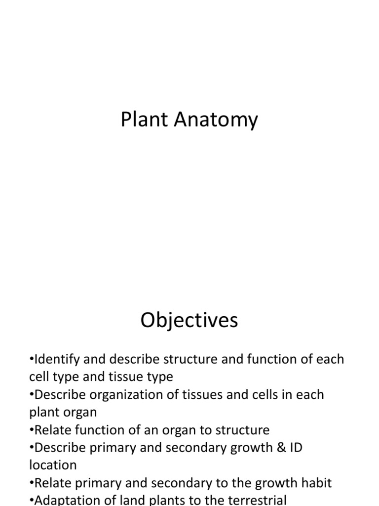 Plant Anatomy | PDF | Tissue (Biology) | Plant Stem