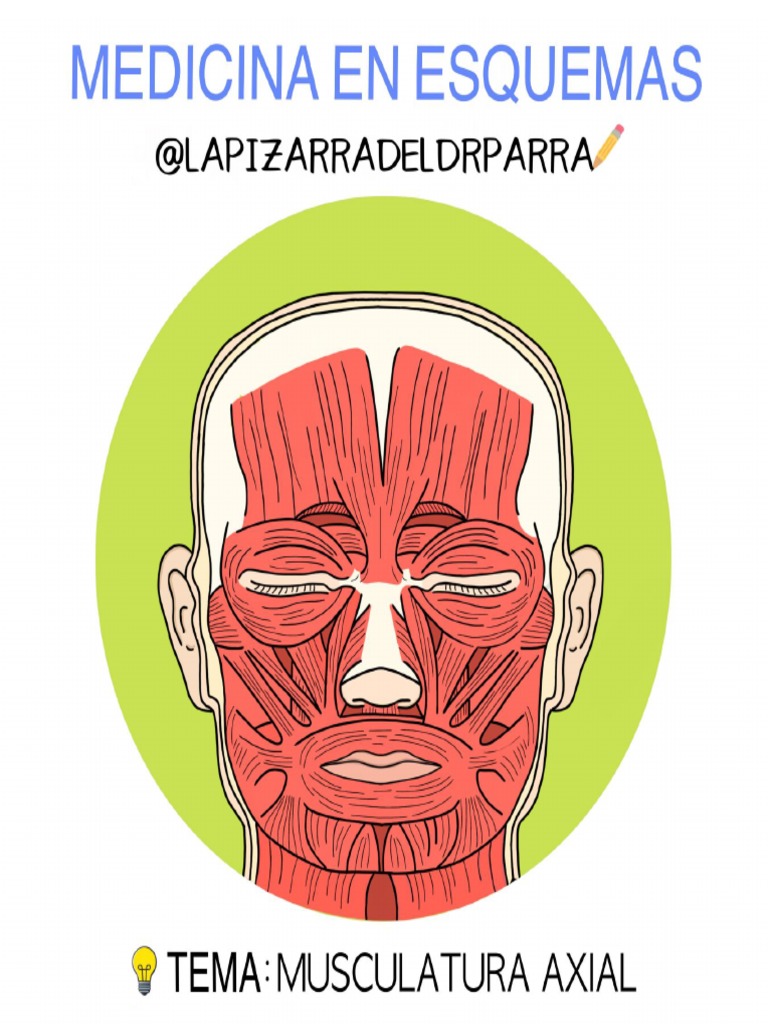 Músculos Axial | PDF | Tórax | Anatomía humana