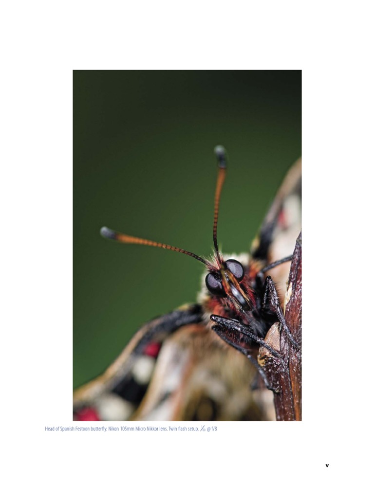 Gallery 2009 Close Up and Macro Photography | PDF | Home & Garden