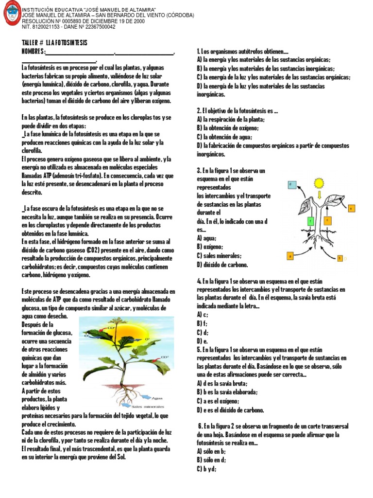 Hoja De Trabajo De Fotosíntesis, Séptimo Grado