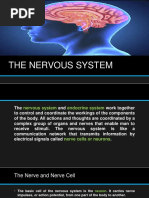Anatomy - The Nervous System Powerpoint | PDF | Nervous System | Neuron