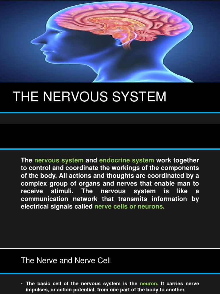 The Nervous System | Download Free PDF | Nervous System | Neuron