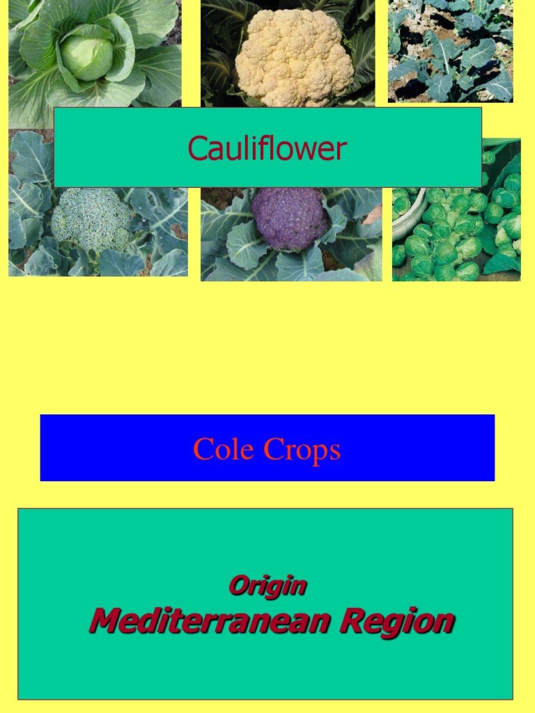 Physiological Disorders in Cole Vegetable Crops | PDF | Cauliflower ...