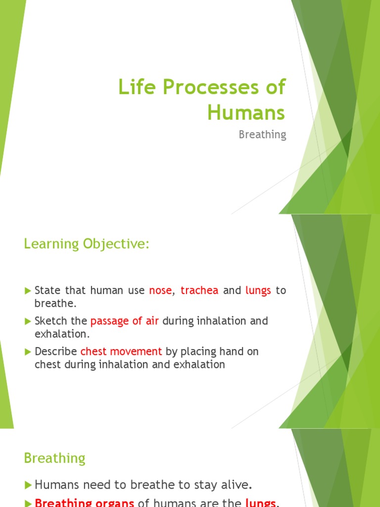Life Processes of Humans: Breathing | PDF