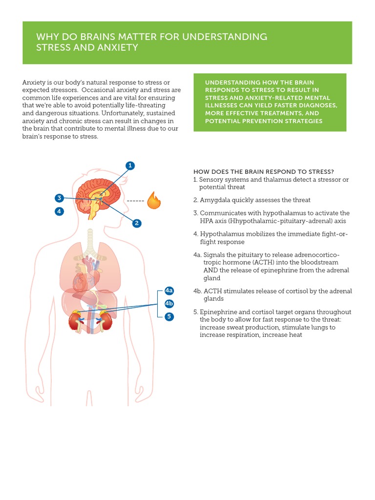 Understanding Stress Green | PDF | Stress (Biology) | Amygdala