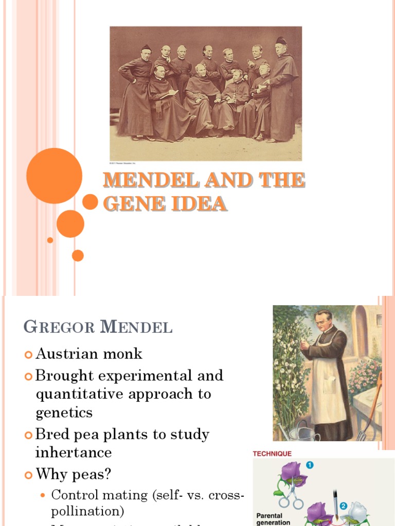 Mendel and The Gene Idea | PDF | Dominance (Genetics) | Allele