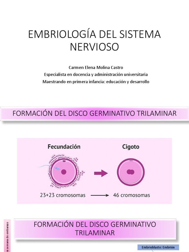 Embriología Del Sistema Nervioso | PDF | Reproducción | Sistema nervioso