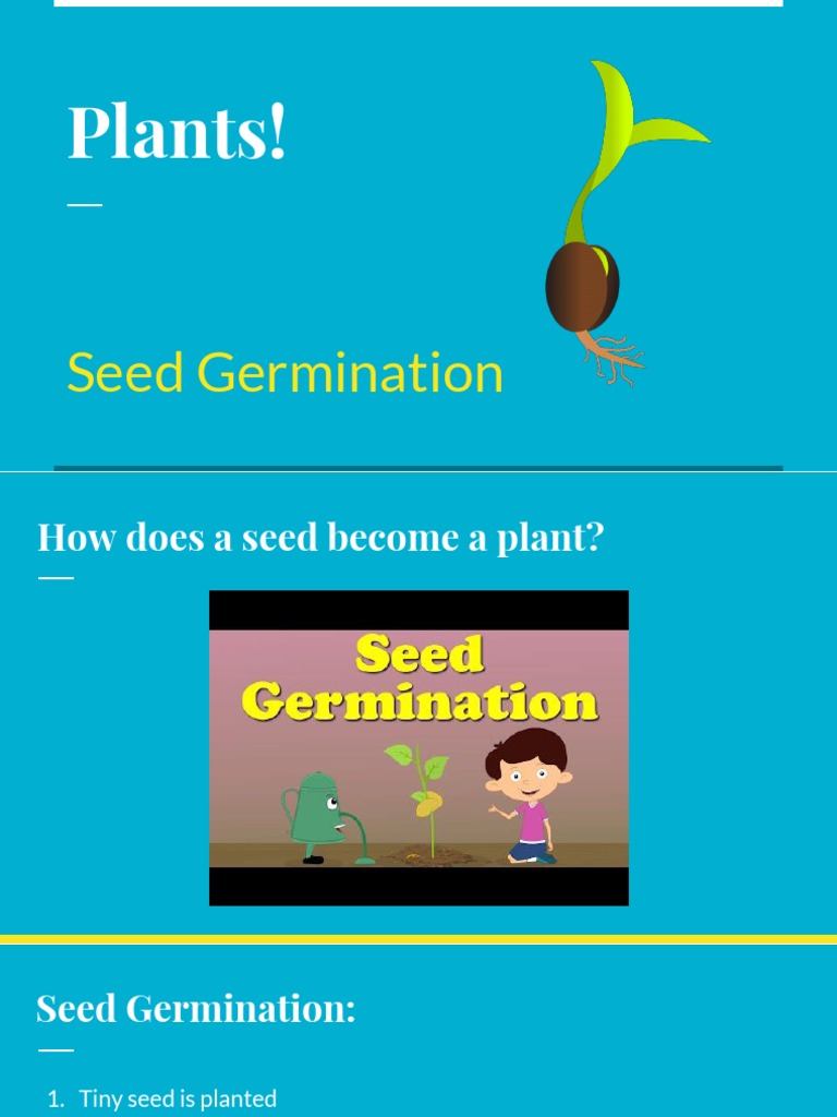 Seed Germination | PDF