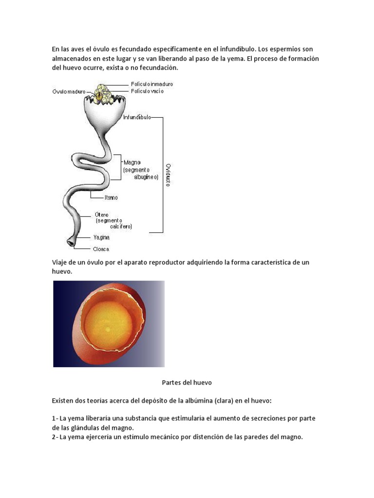 Formación y desarrollo del huevo en aves | PDF | Huevo | Aves