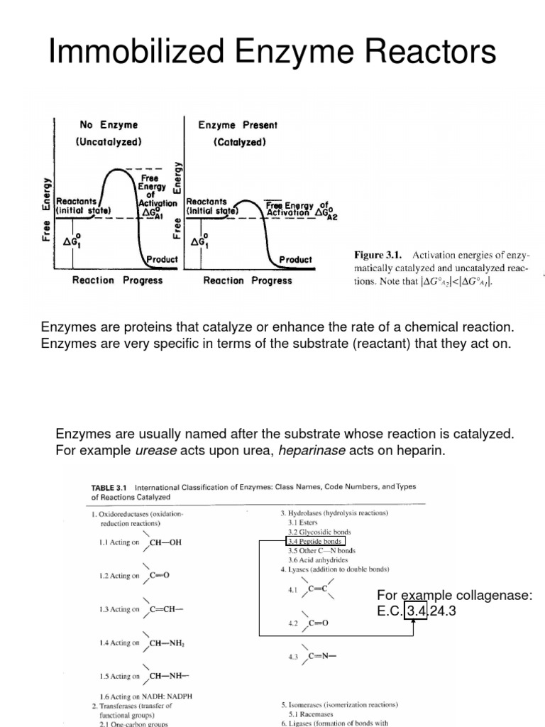 Modeling Immobilized Enzyme Reactors: Understanding Enzyme Kinetics ...