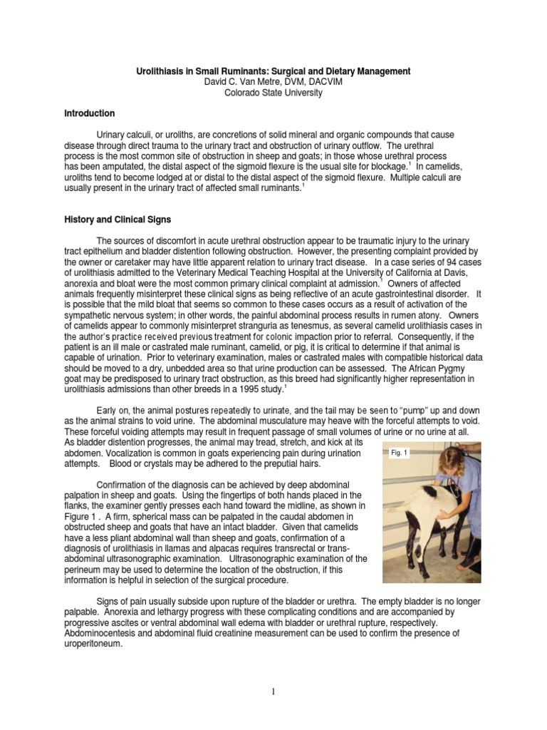 VanMetre Urolith Surgery 04 | PDF | Sodium Chloride | Urinary Bladder