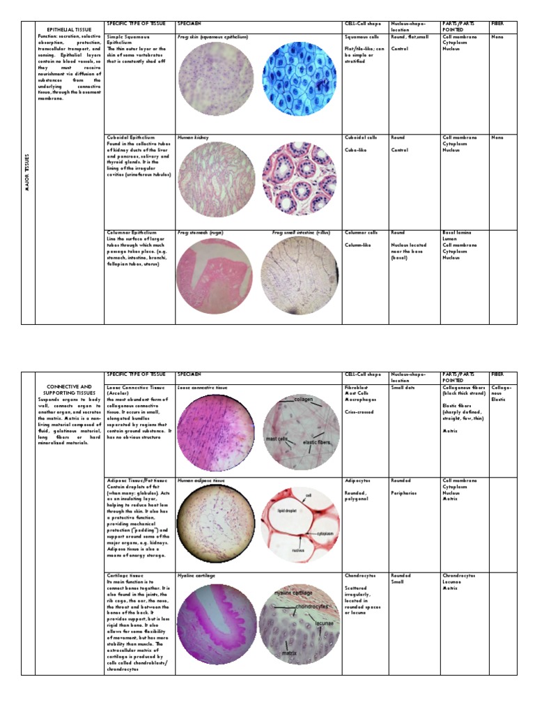 Histology Table Reviewer | PDF | Epithelium | Tissue (Biology)