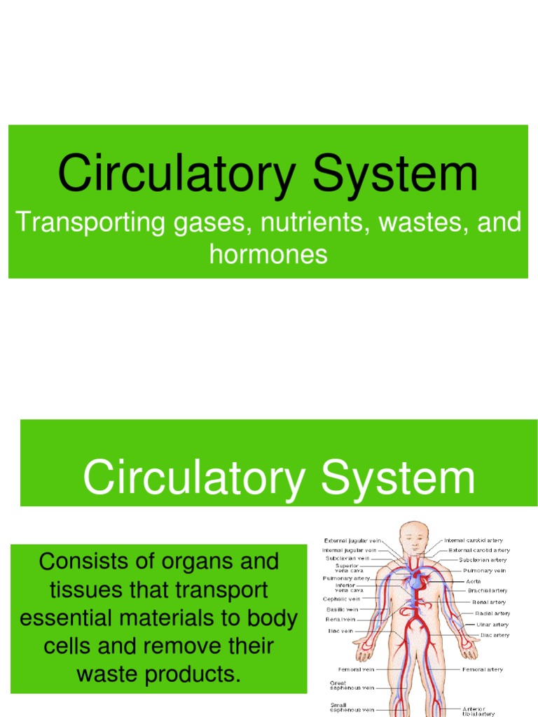 Circulatory System: Transporting Gases, Nutrients, Wastes, and Hormones ...