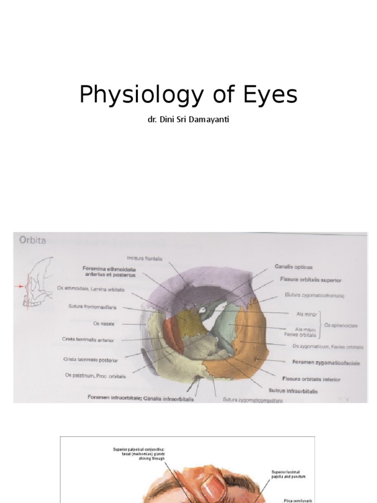 Physiology of Eyes: Dr. Dini Sri Damayant | PDF | Eye | Retina