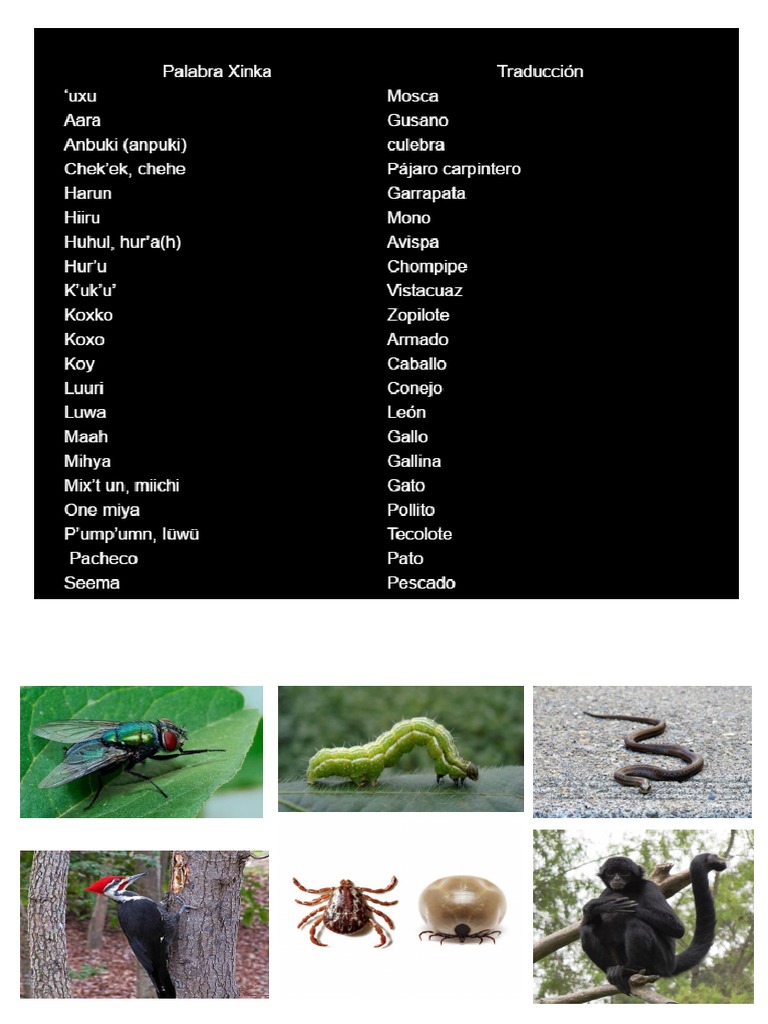 Animales en Xinka | PDF