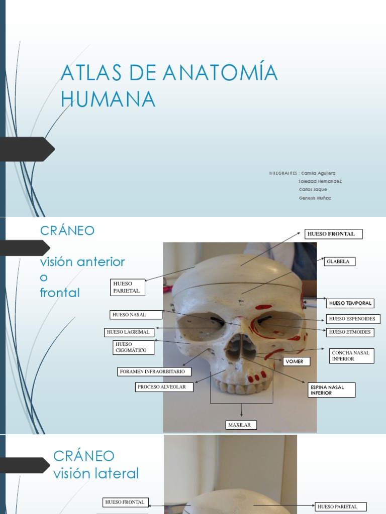 Atlas de Anatomía Proyecto | PDF | Vértebra | Tórax