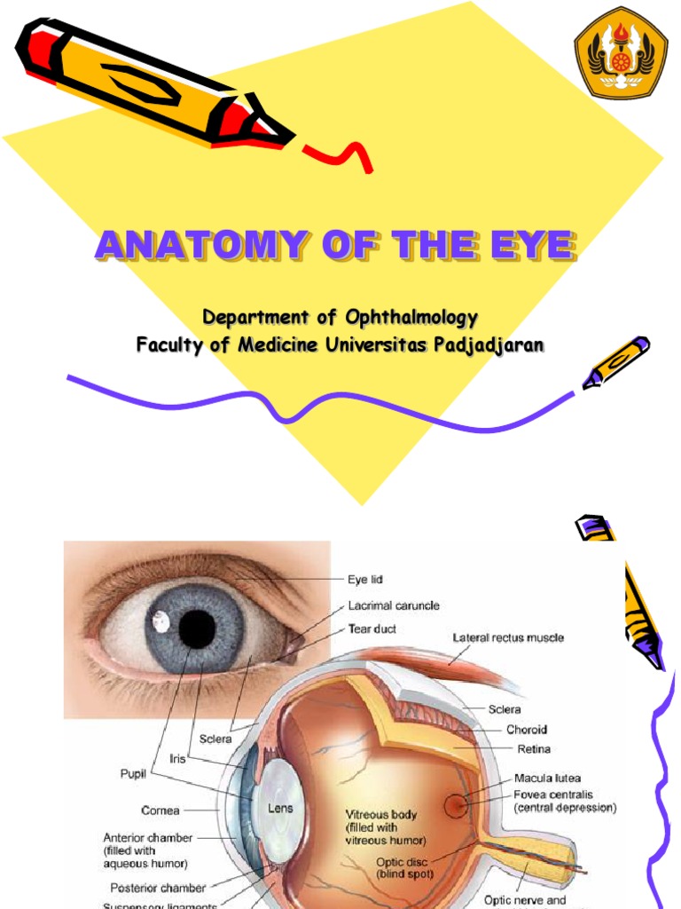 Eyelid Anatomy Ppt Anatomy Of Eye | PPT
