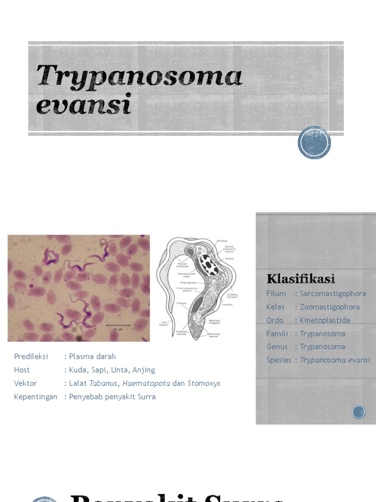 Trypanosoma Evansi | PDF