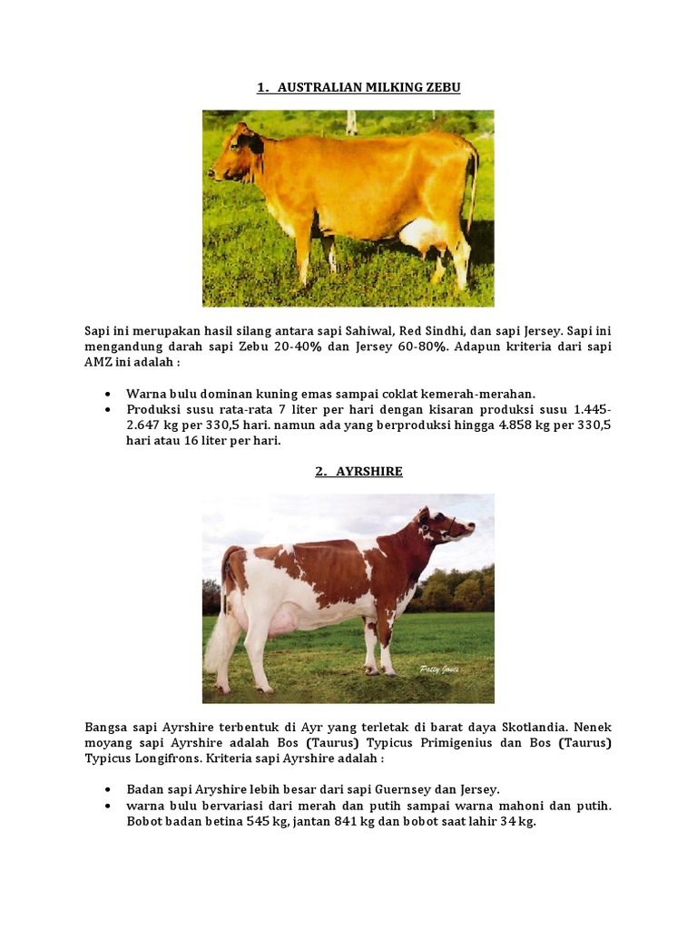 Jenis Sapi Perah | PDF