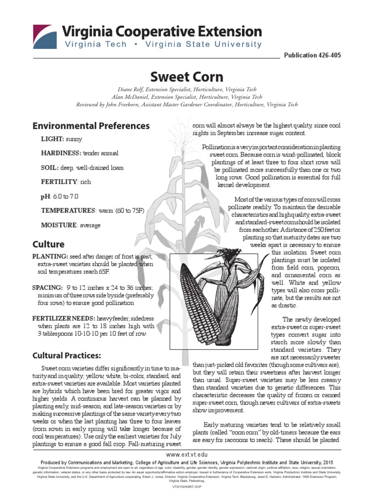 Sweet Corn | PDF | Maize | Mulch