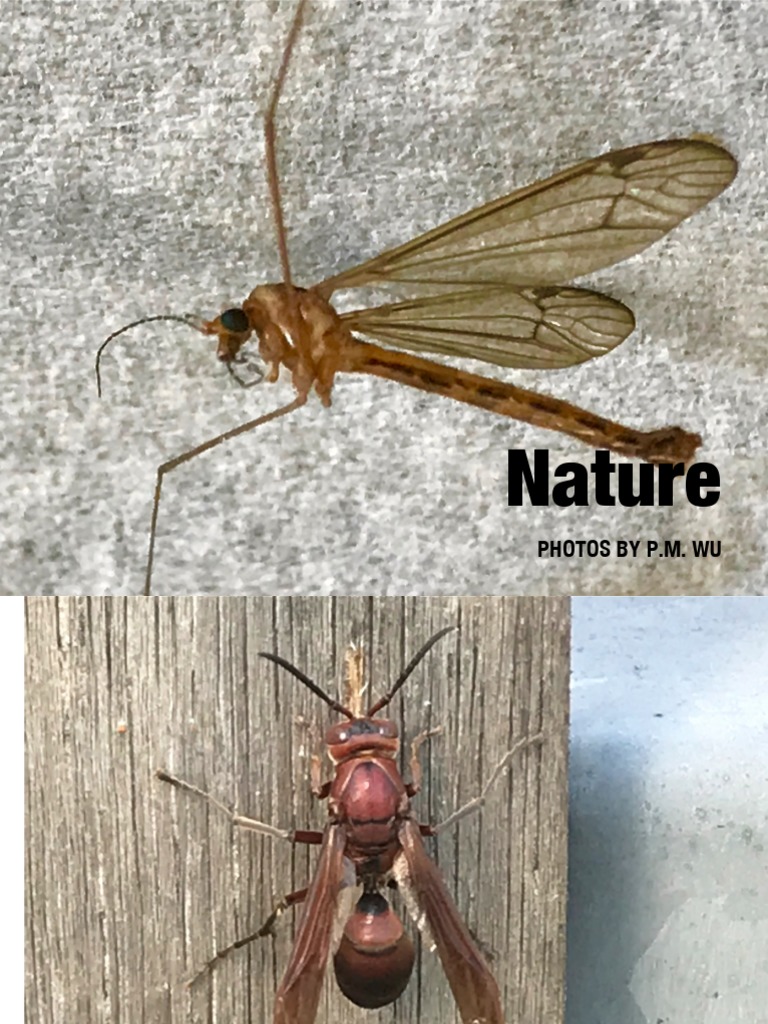 Nature - A Photobook | PDF | Insects | Insects And Humans