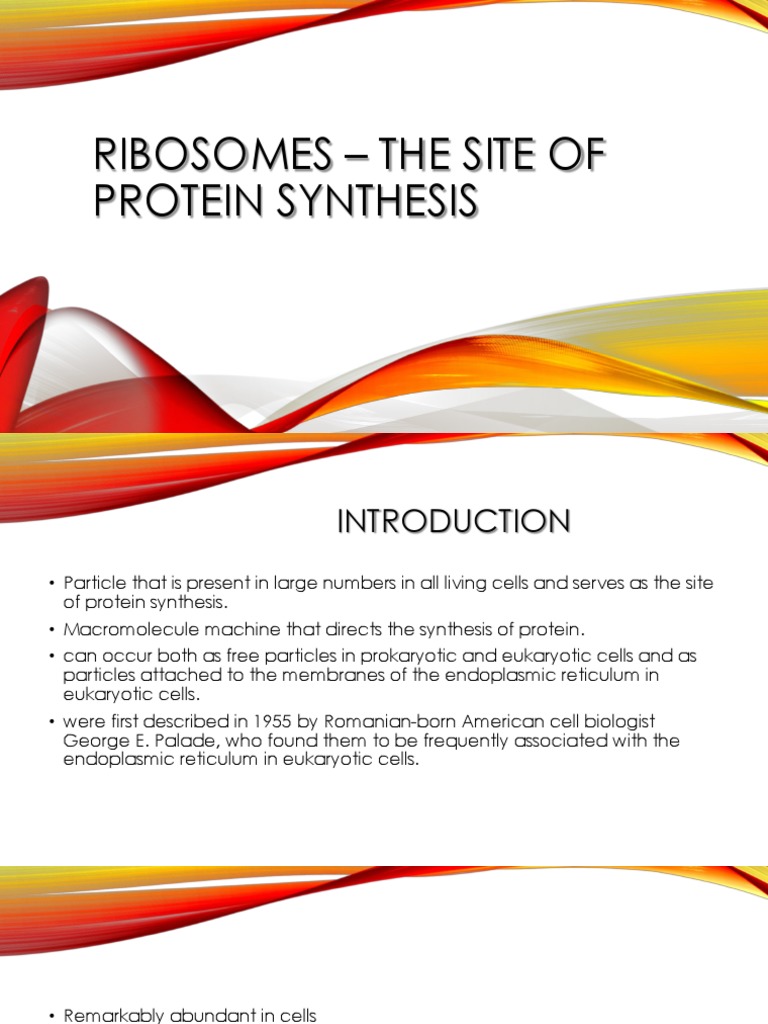 Ribosomes - The Site of Protein Synthesis | PDF | Ribosome | Ribosomal Rna
