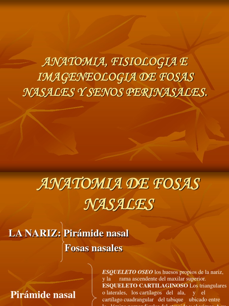 Seminario de Anatomia de Fosas Nasales | PDF | Anatomía humana | Cabeza ...