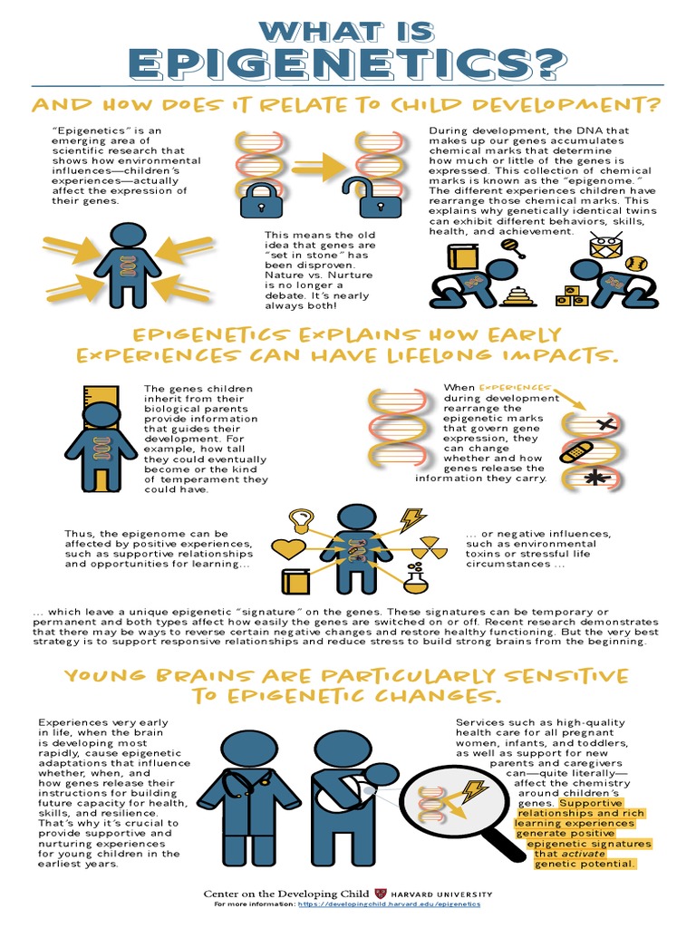 Epigenetics and Child Development Explained | PDF | Epigenetics ...