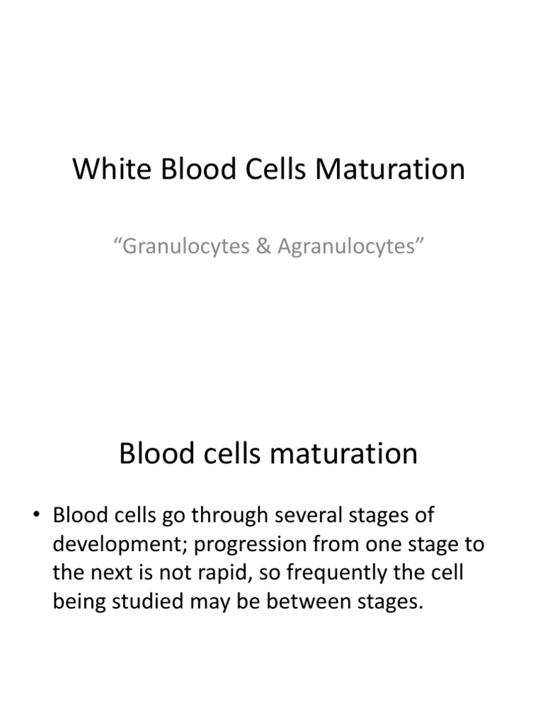 White Blood Cells Maturation | PDF | Granulocyte | White Blood Cell