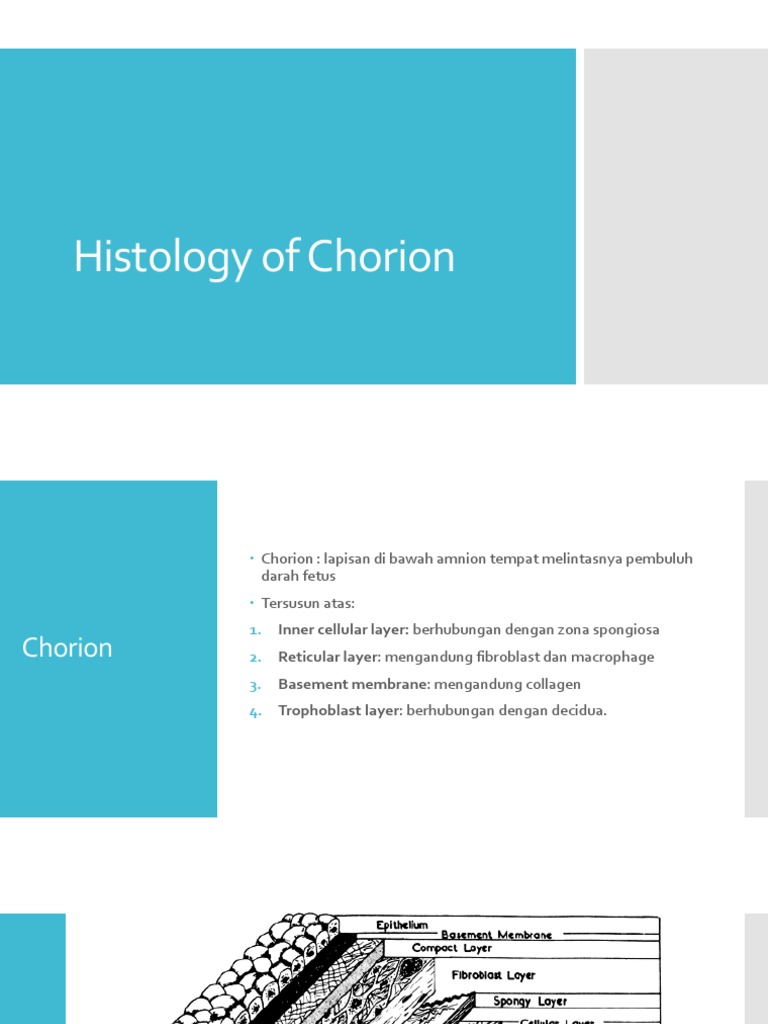 Histology of the Chorion Layers | PDF