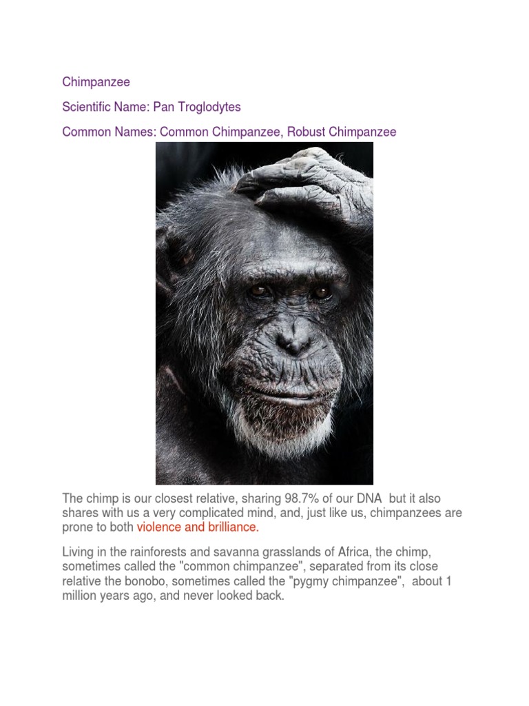 Chimpanzee Scientific Name: Pan Troglodytes Common Names: Common ...