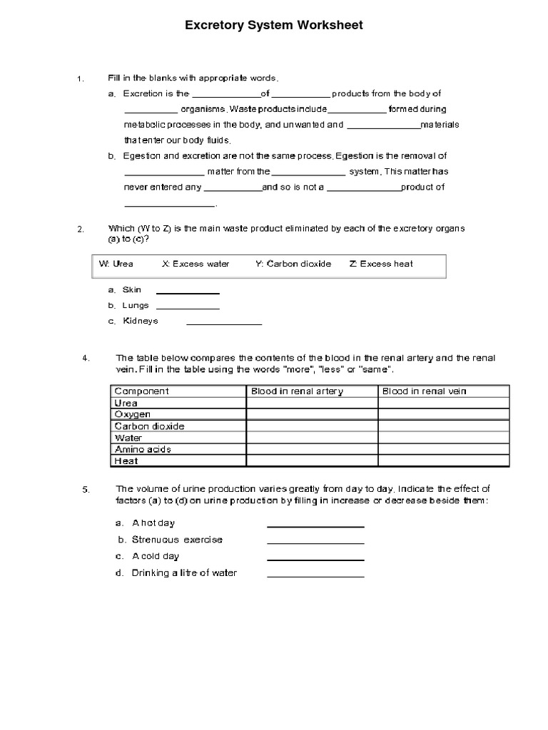 Excretory System Worksheet | PDF | Kidney | Animal Anatomy