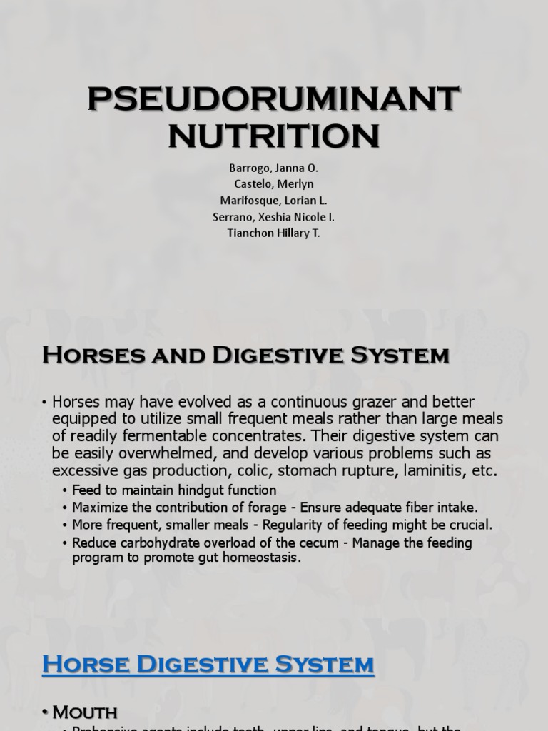 Pseudo Ruminant | Dietary Fiber | Nutrition