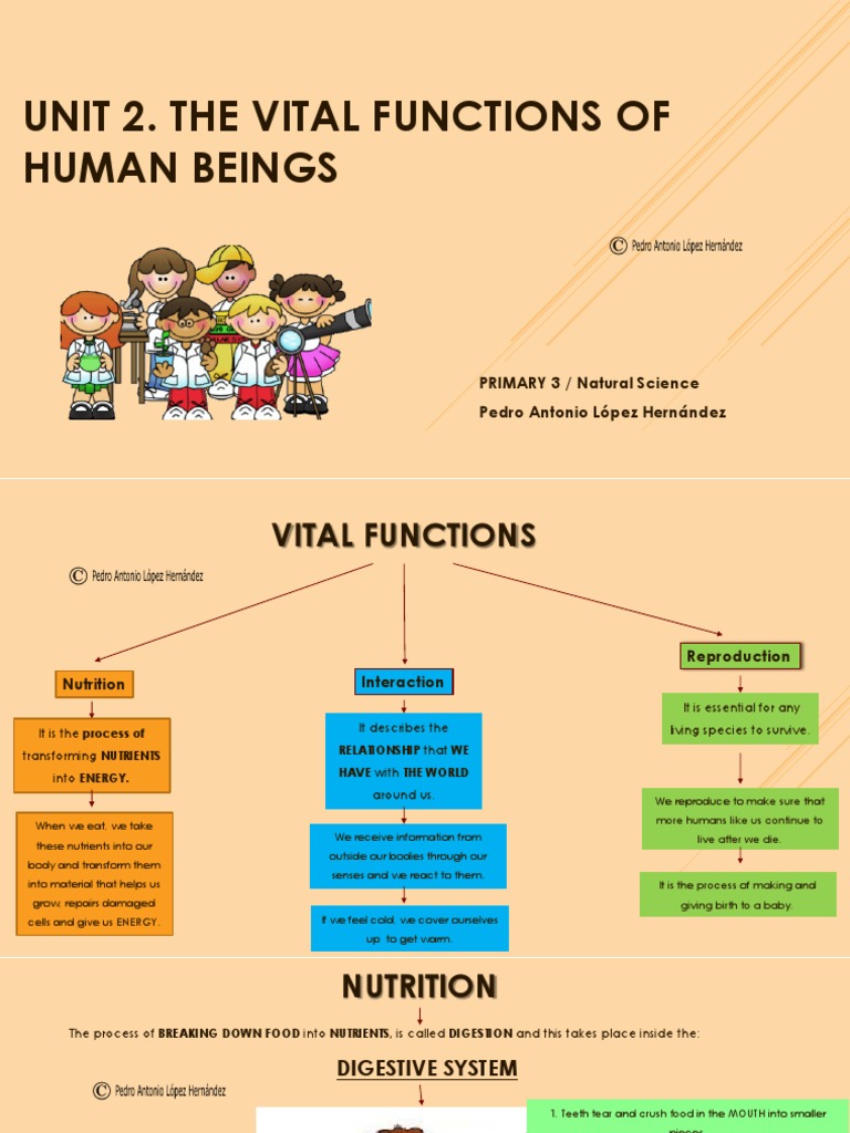 Unit 2. The Vital Functions of Human Beings | PDF | Lung | Digestion