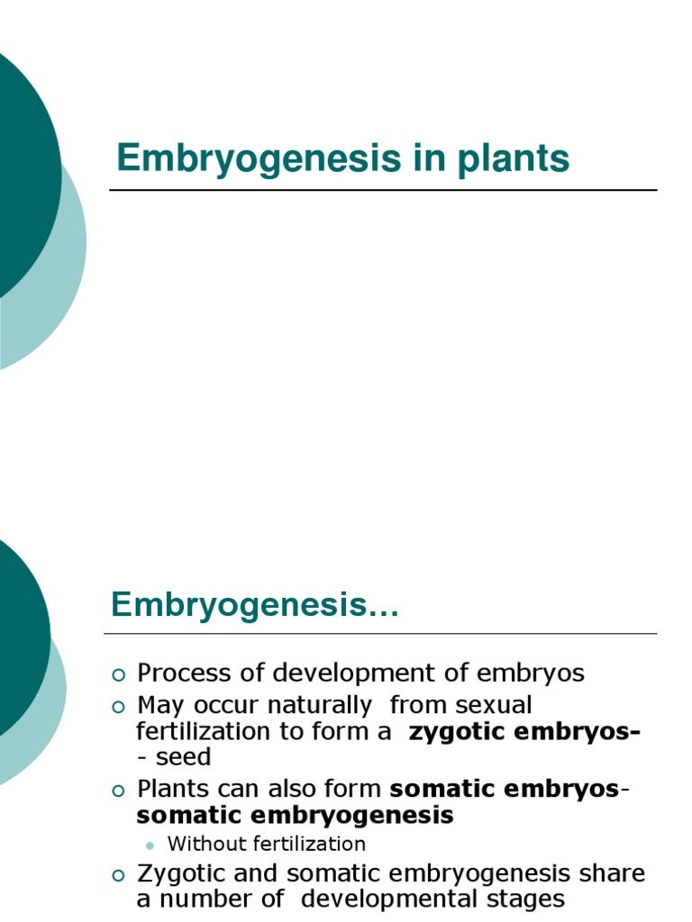 10 Embryogenesis | PDF | Life Sciences | Botany
