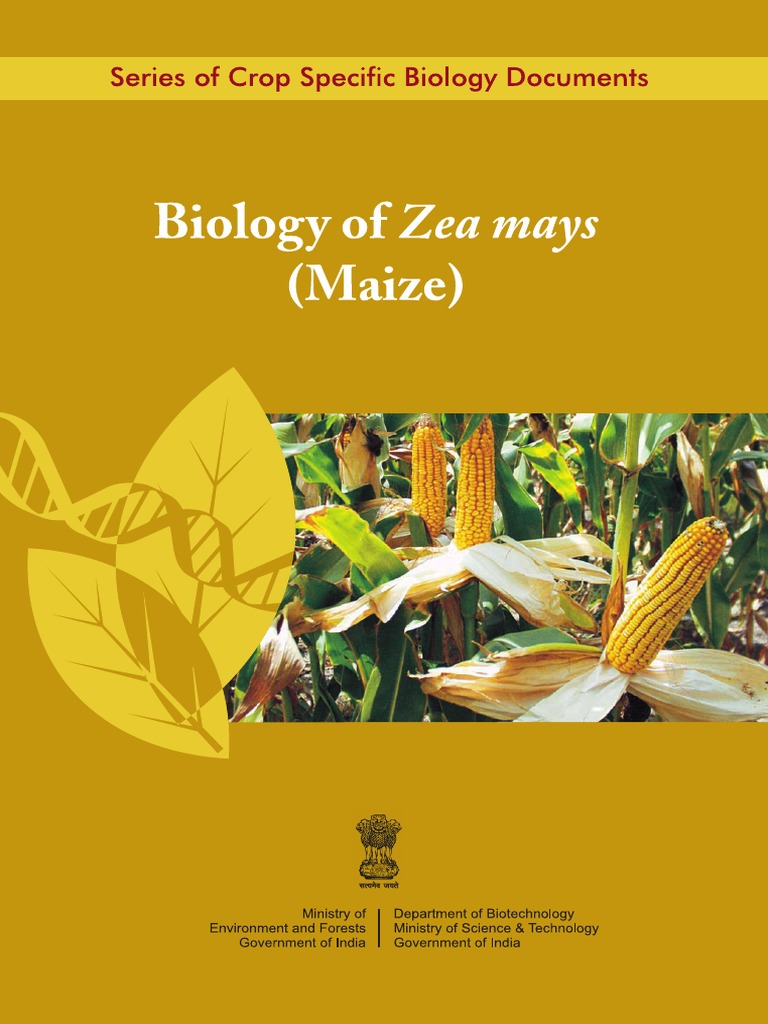 Biology of Maize PDF | PDF | Maize | Pollination