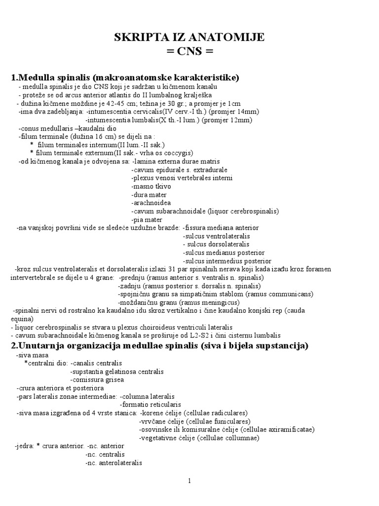 Skripta Iz Anatomije | PDF