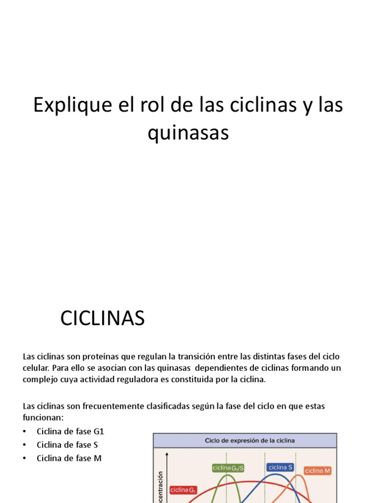 Explique El Rol de Las Ciclinas y Las | PDF