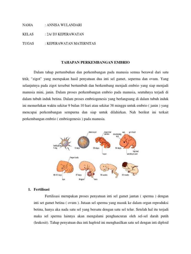 Tahapan Perkembangan Embrio Manusia | PDF