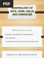 Rice Morphology and Growth Stages Guide | PDF | Rice | Seedling