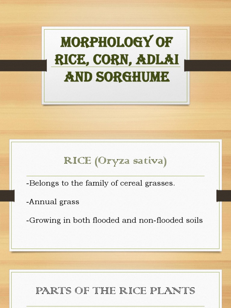 Morphology of Rice, Corn, Adlai and Sorghume | PDF